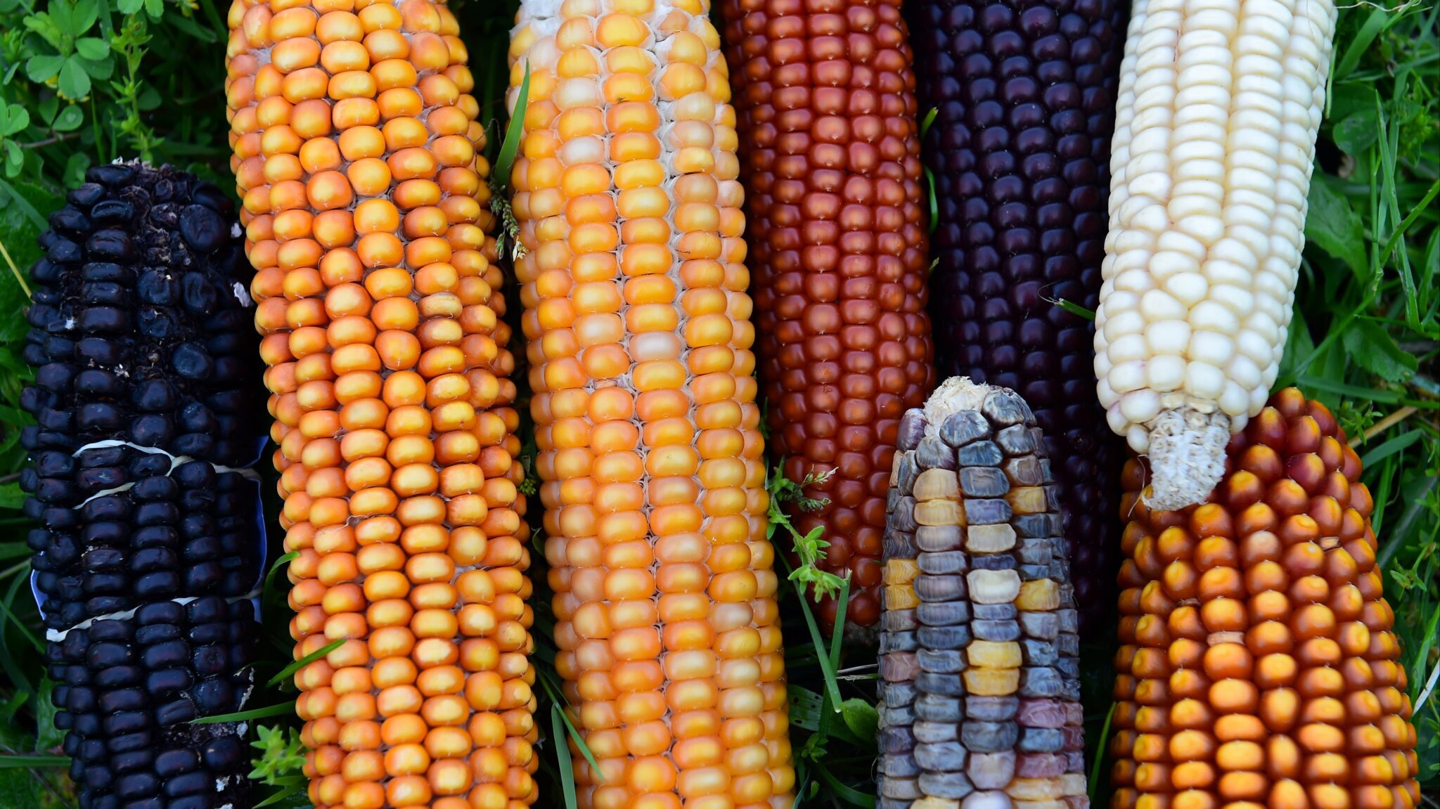 Agriculture: Découvrez les variétés de maïs à haut rendement au Mali ...